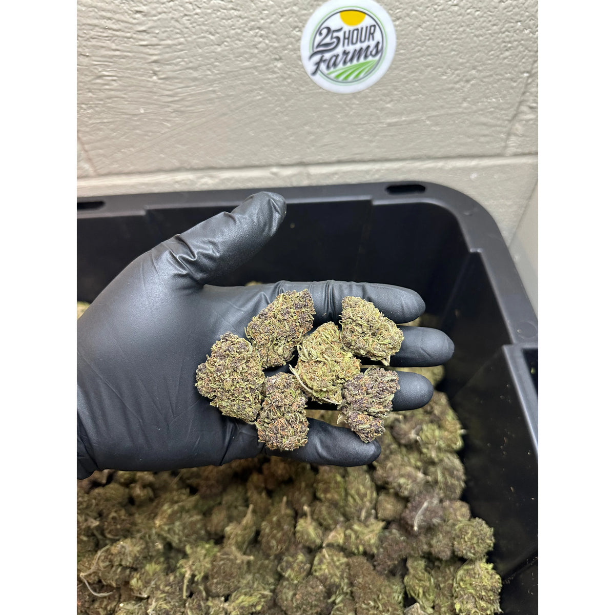 Purple Skunk Hemp Flower & 25 Hour Farms
