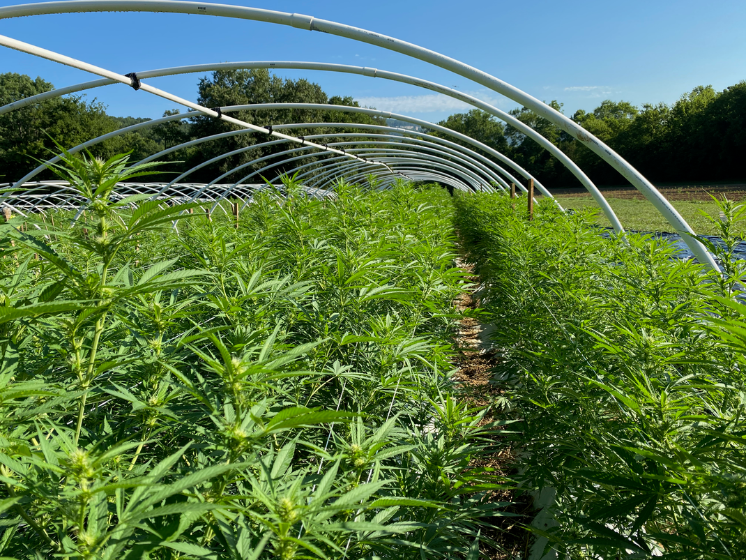 THCA Flower Online | High-Quality Flower | 25 Hour Farms