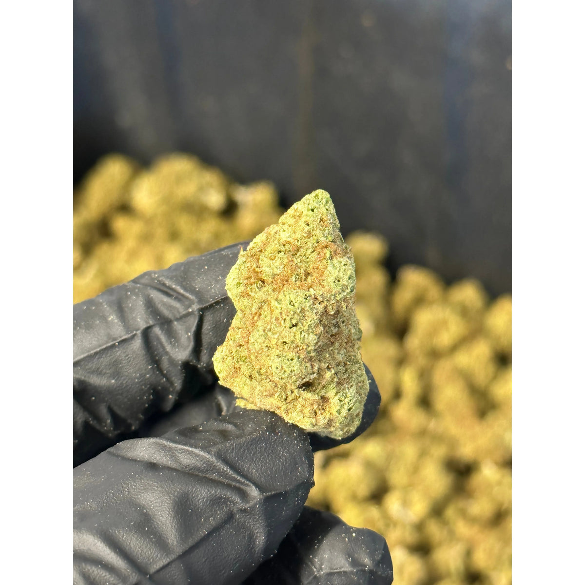 Indoor Blue Cheese CBD Hemp Flower & 25 Hour Farms