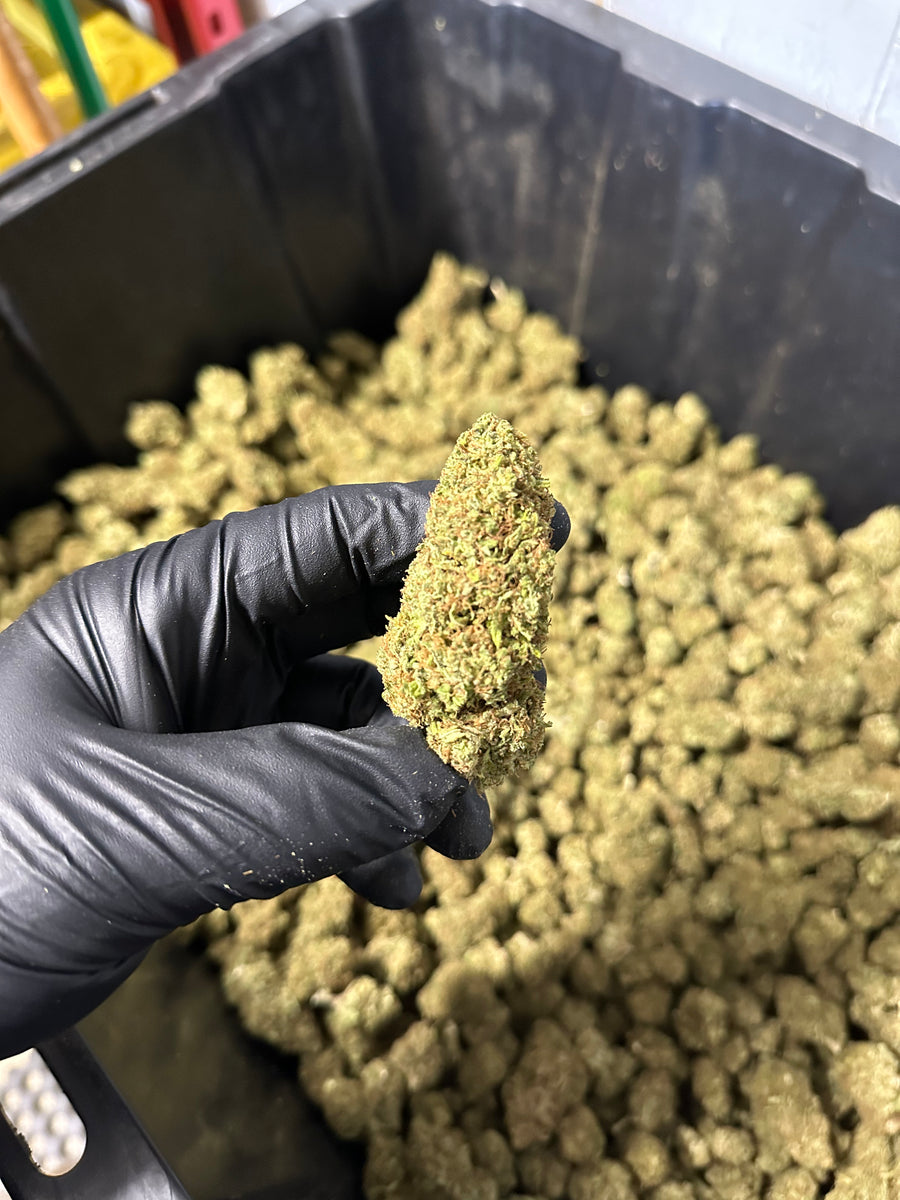 Lemon Tree CBD Hemp Flower by 25 Hour Farms